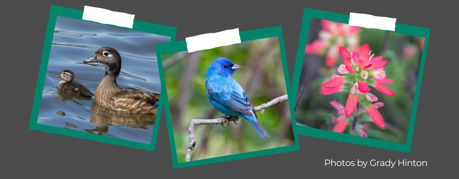 Photography Contest 2025 | Trinity River Audubon Center